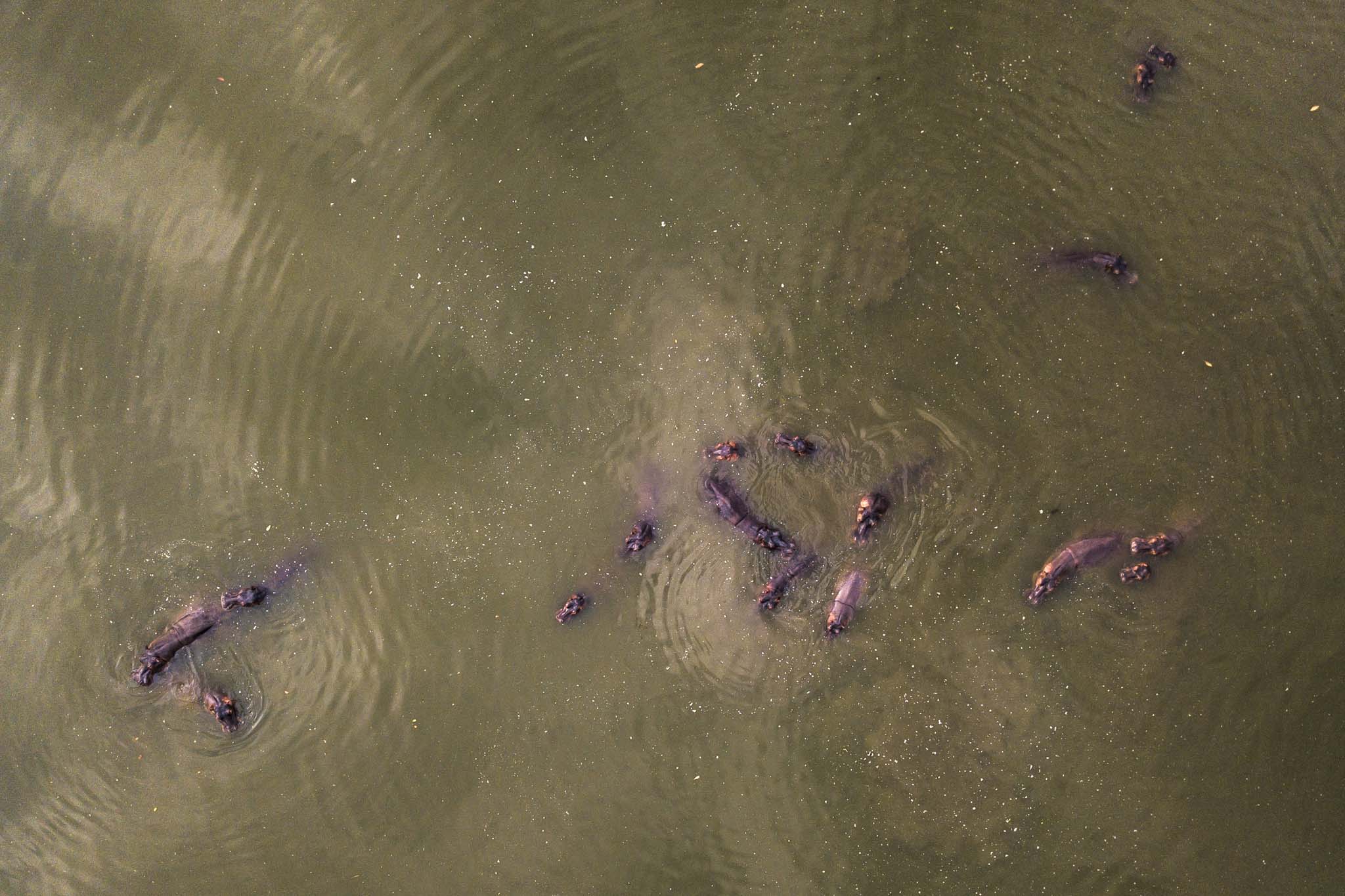 Animal interlopers – Winnipeg Free Press