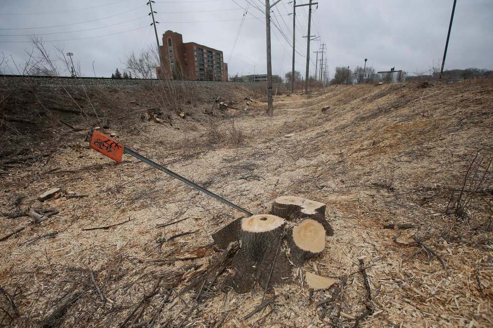 Hydro pays for axing trees in park – Winnipeg Free Press