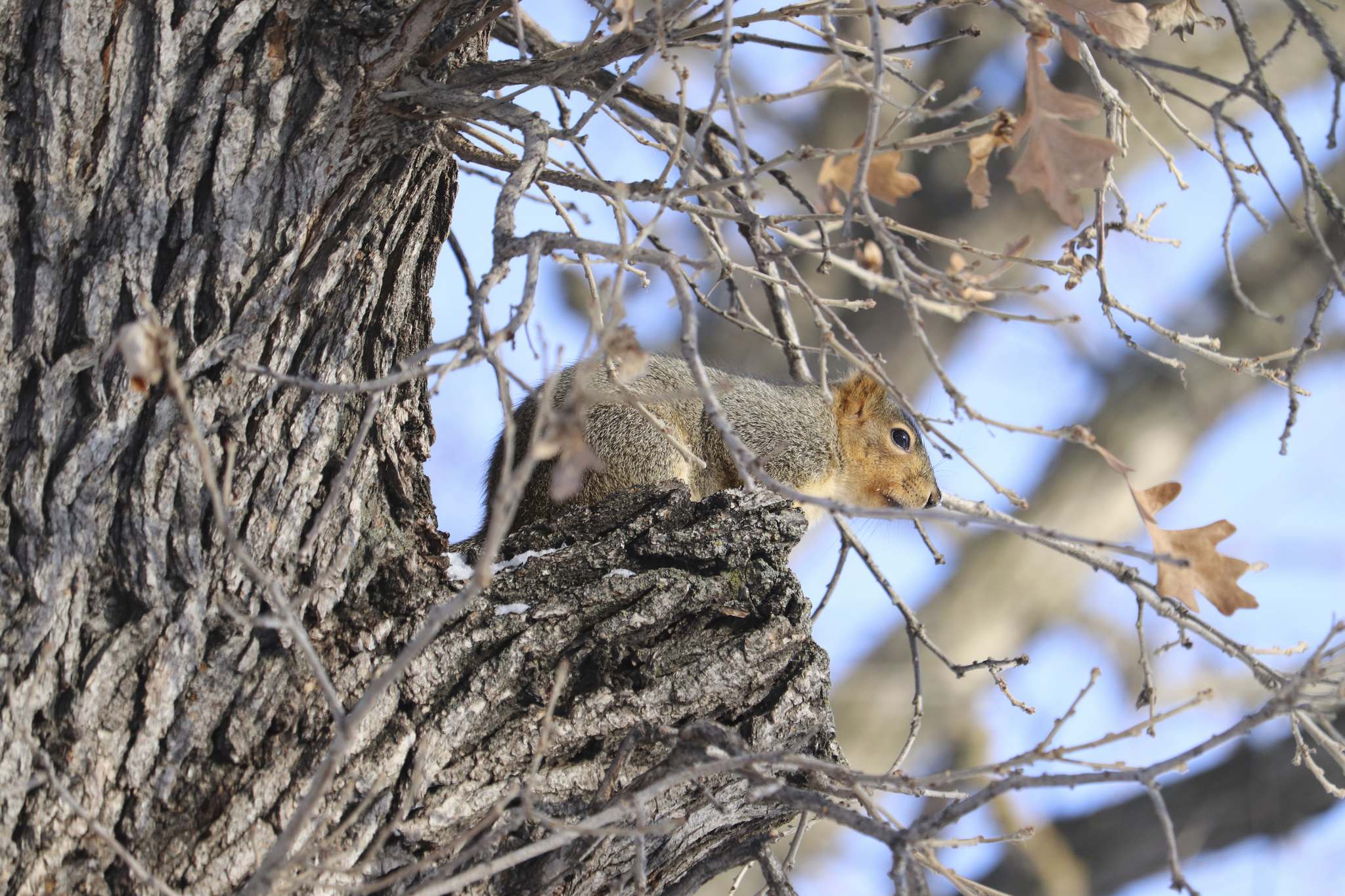 Reprobate tree rodents truly out to get us – Winnipeg Free Press