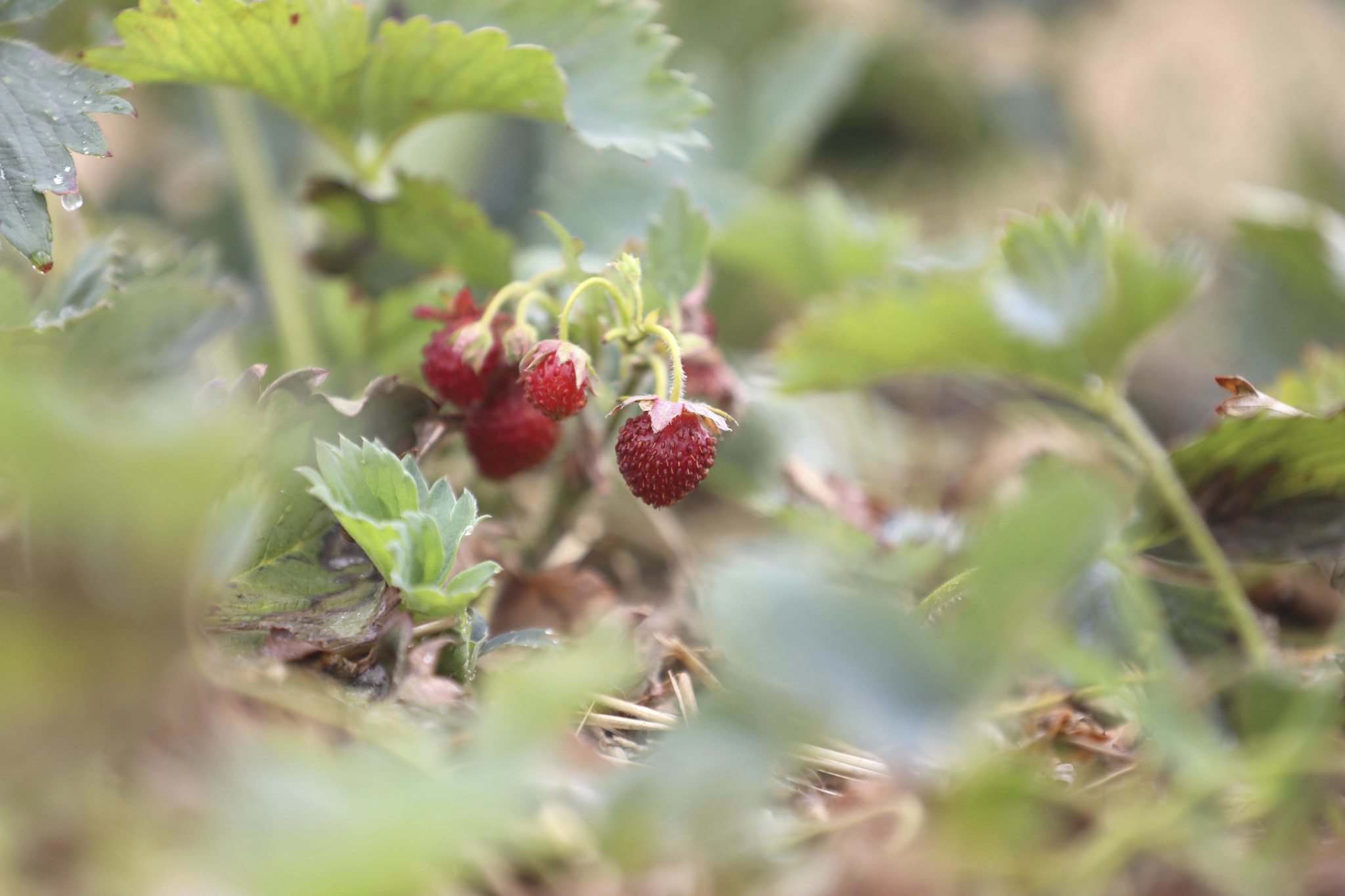 Manitoba berry farmers experience extreme weather crunch – Winnipeg ...