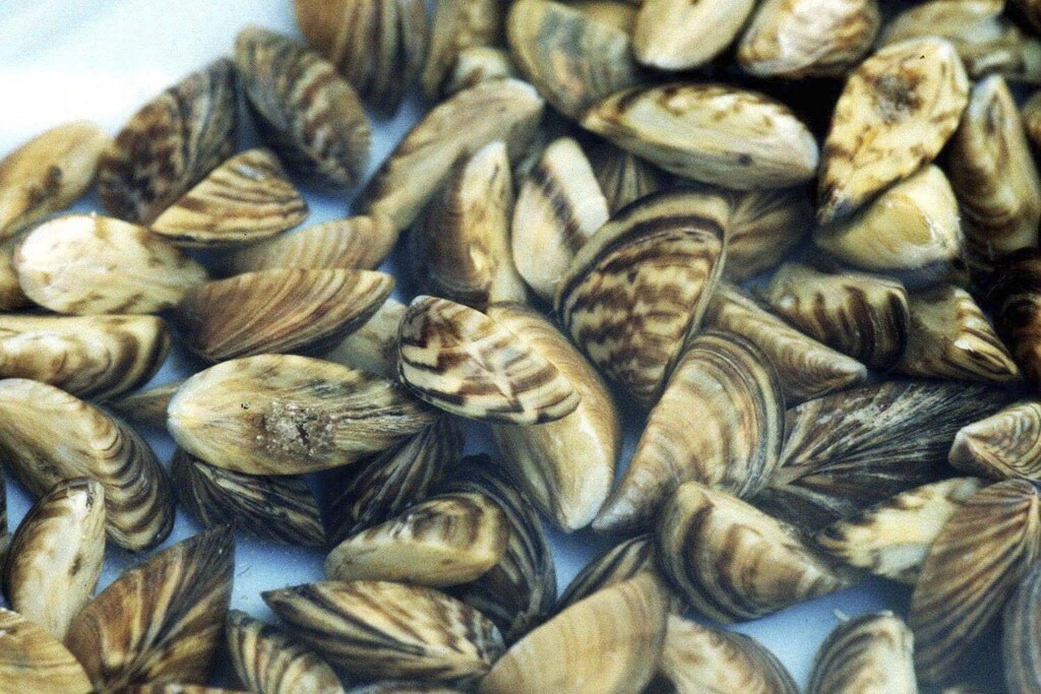 Invasive zebra mussels turn up in Lake Manitoba – Winnipeg Free Press