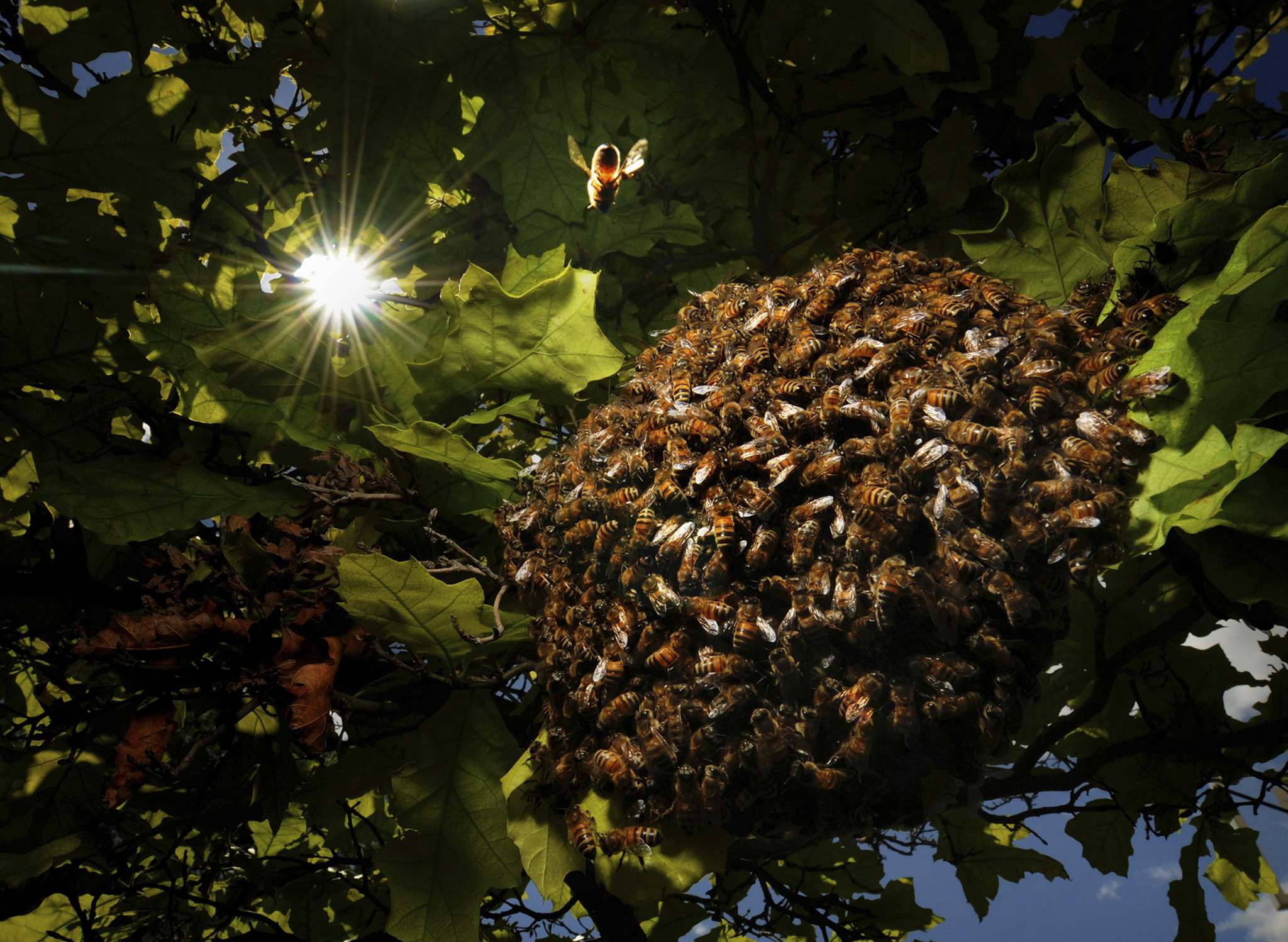 Bees gone bad – Winnipeg Free Press