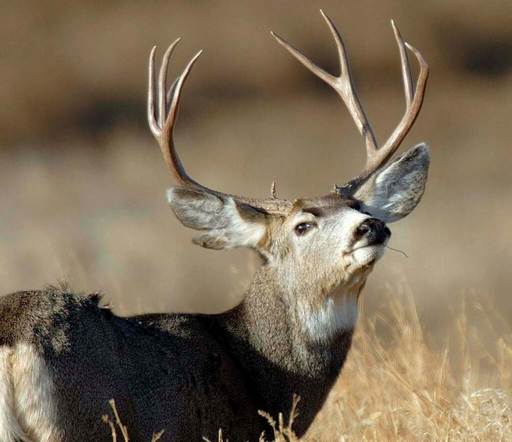 Hunting ban follows discovery of diseased deer – Winnipeg Free Press