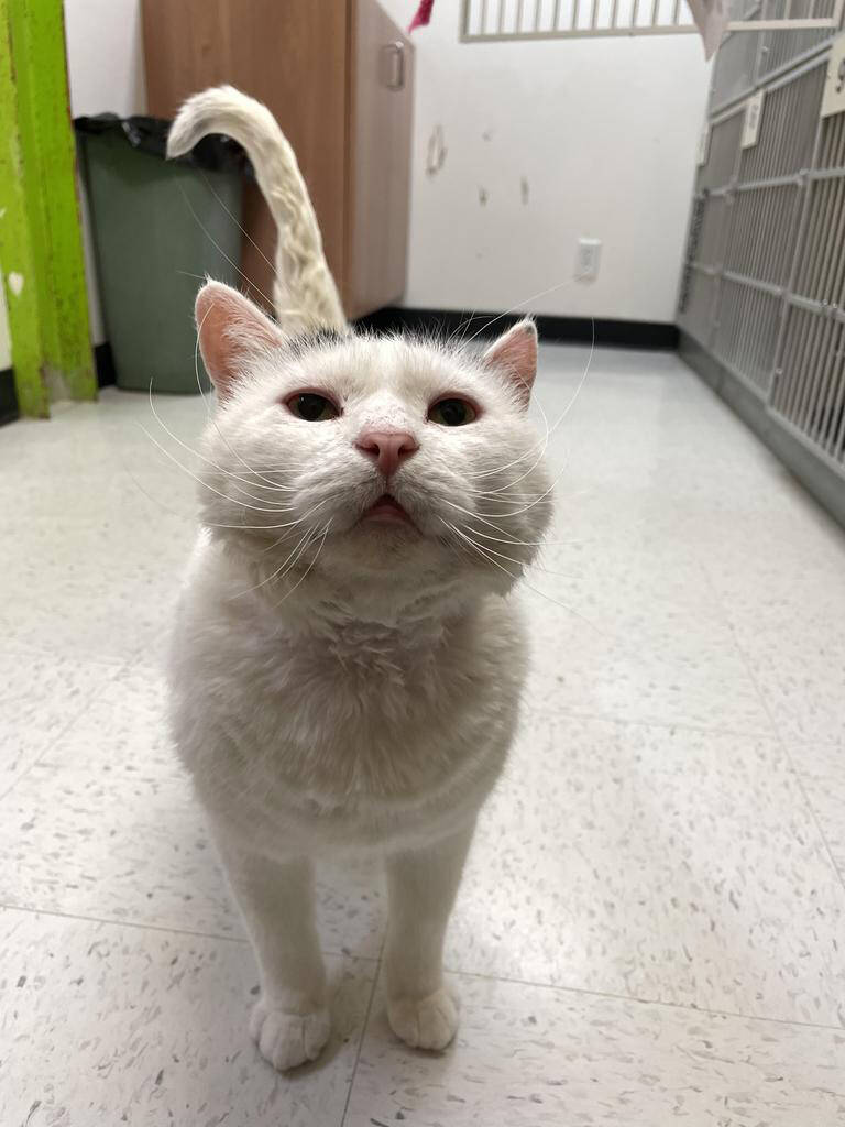 Chatty kitty wants to shine – Winnipeg Free Press