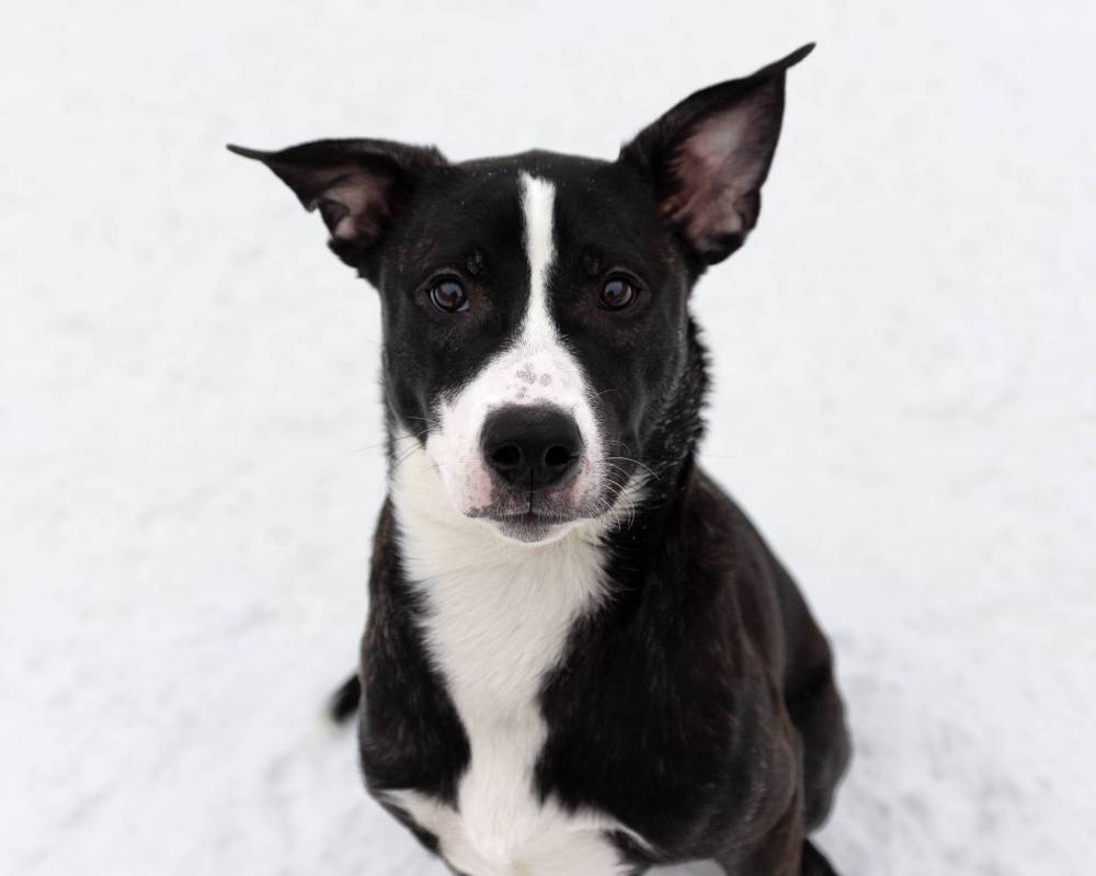 Tootsie rolls well with other dogs – Winnipeg Free Press
