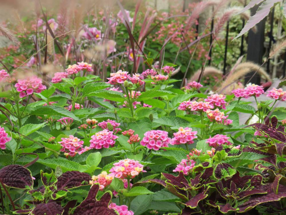 Standout annual flowers and foliage – Winnipeg Free Press