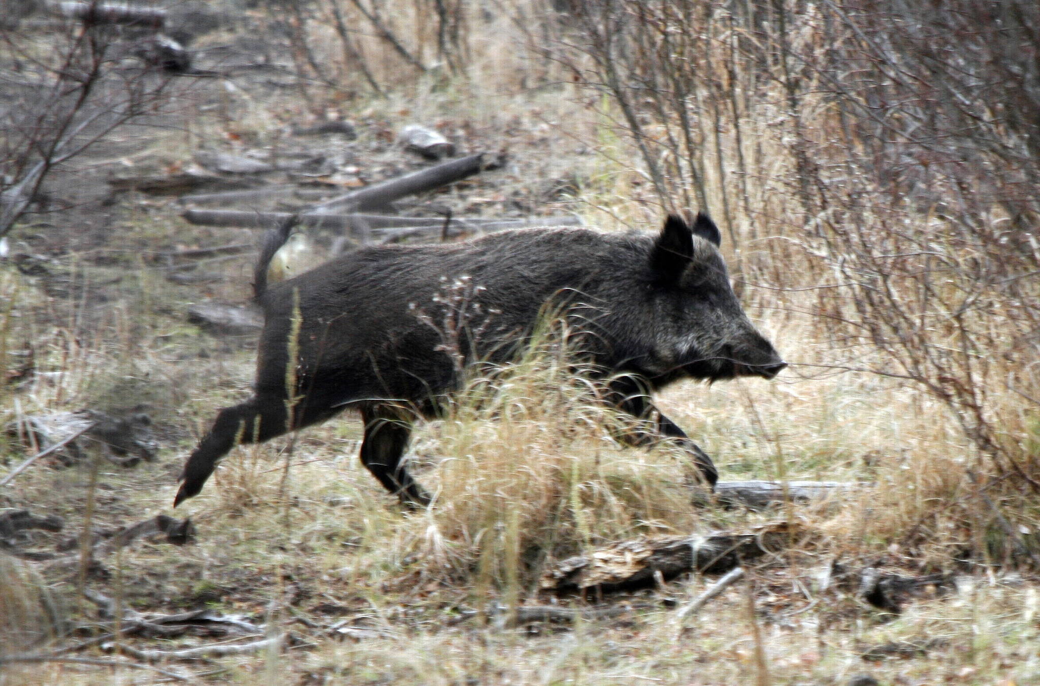Manitoba must curtail wild pigs – Winnipeg Free Press