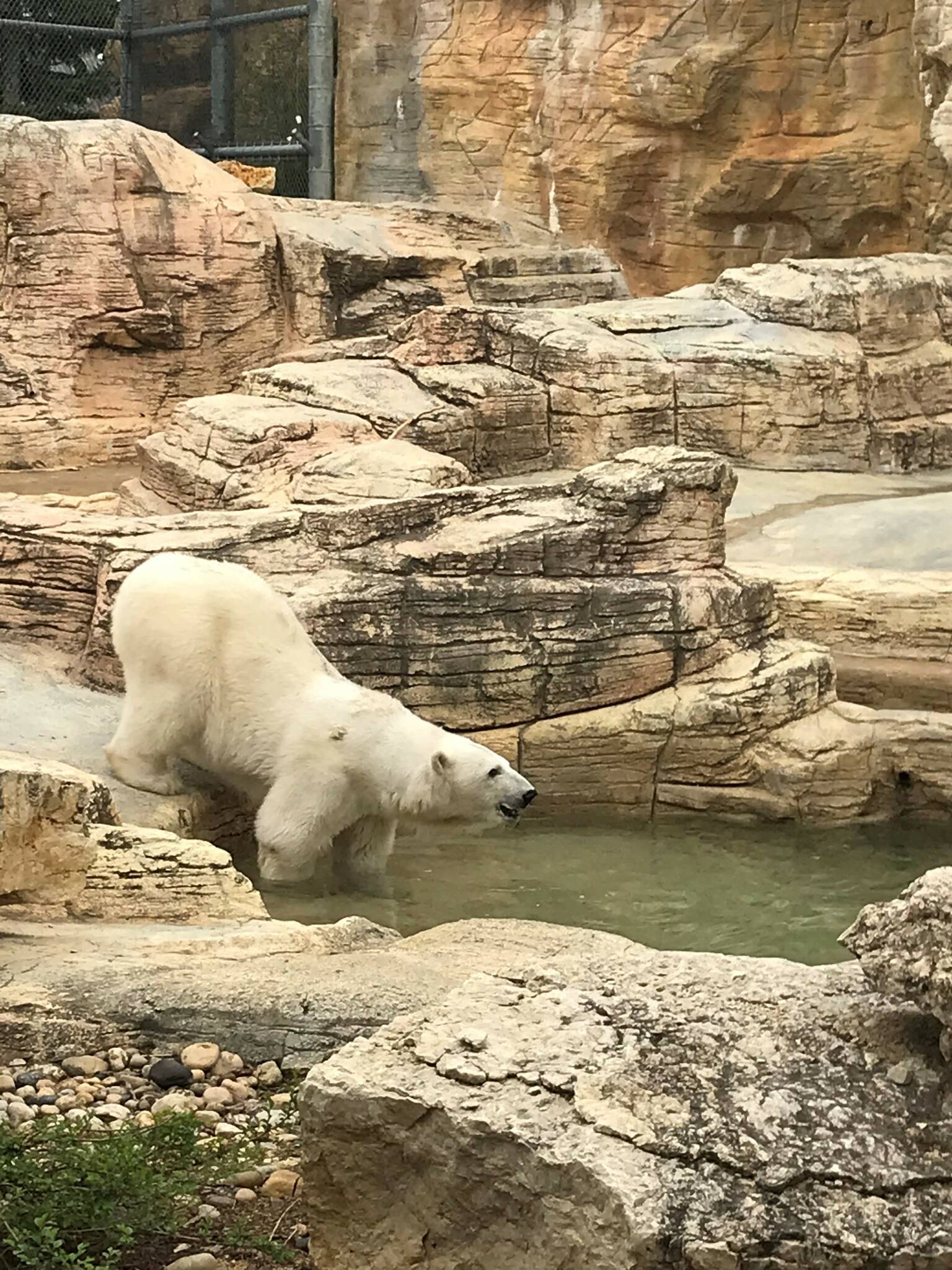 Zoo adds 10th polar bear to population – Winnipeg Free Press