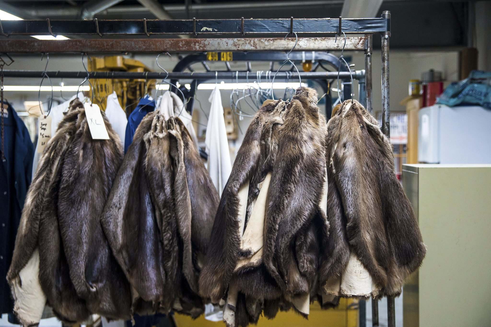 NWC agrees to resume buying pelts from fur trappers – Winnipeg Free Press