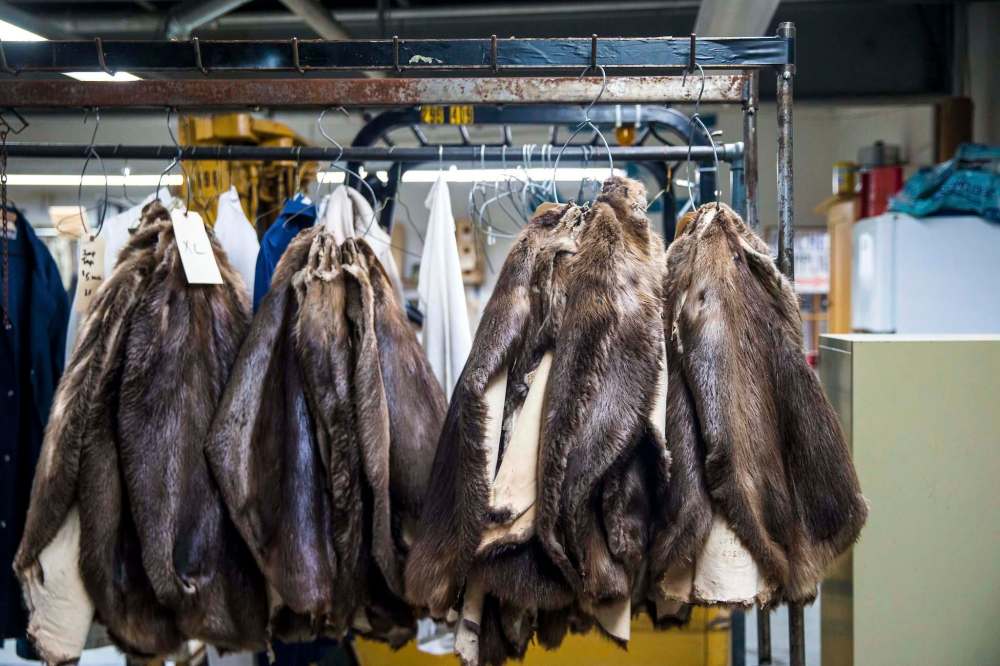 NWC agrees to resume buying pelts from fur trappers – Winnipeg Free Press