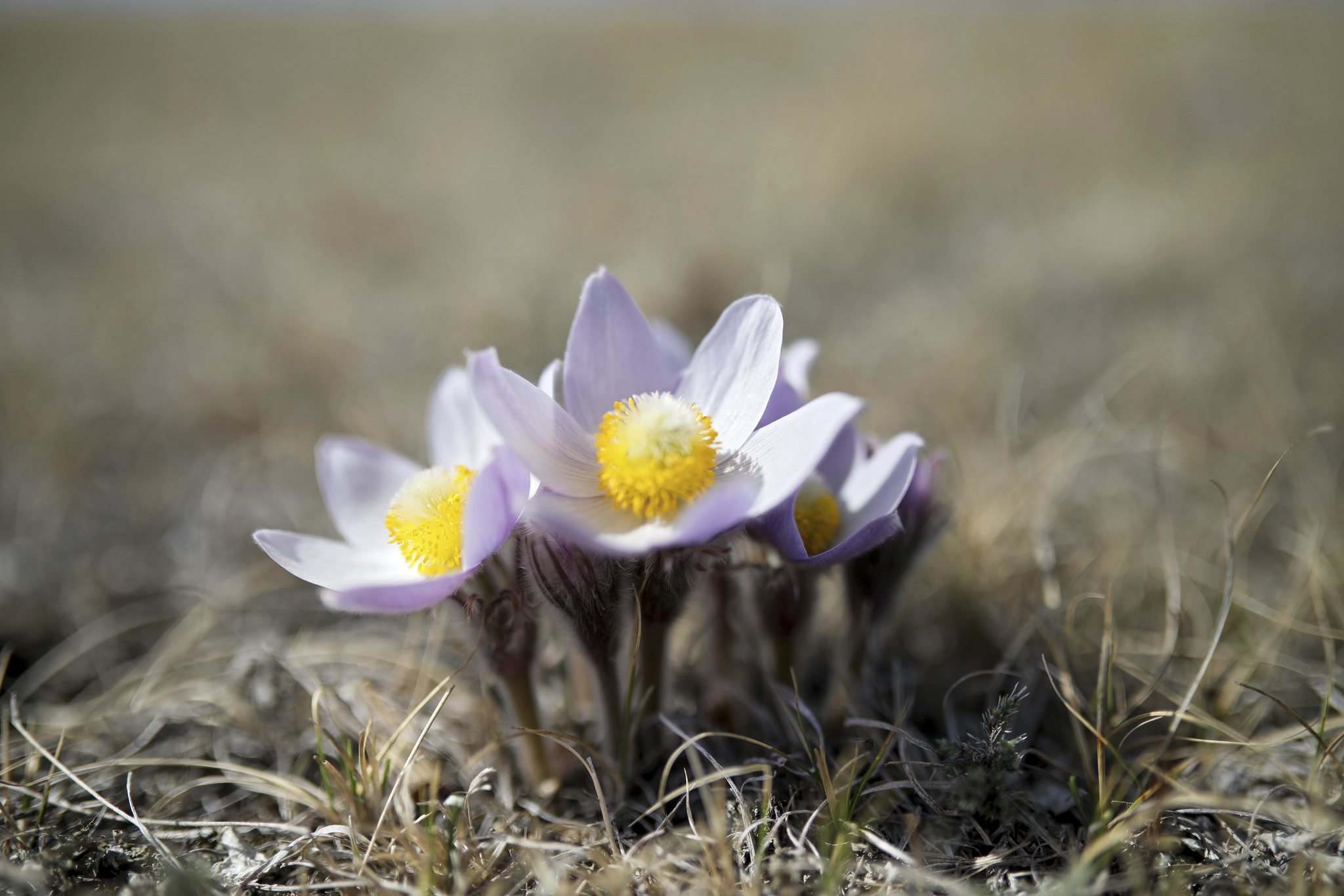 Manitoba Provincial Flower