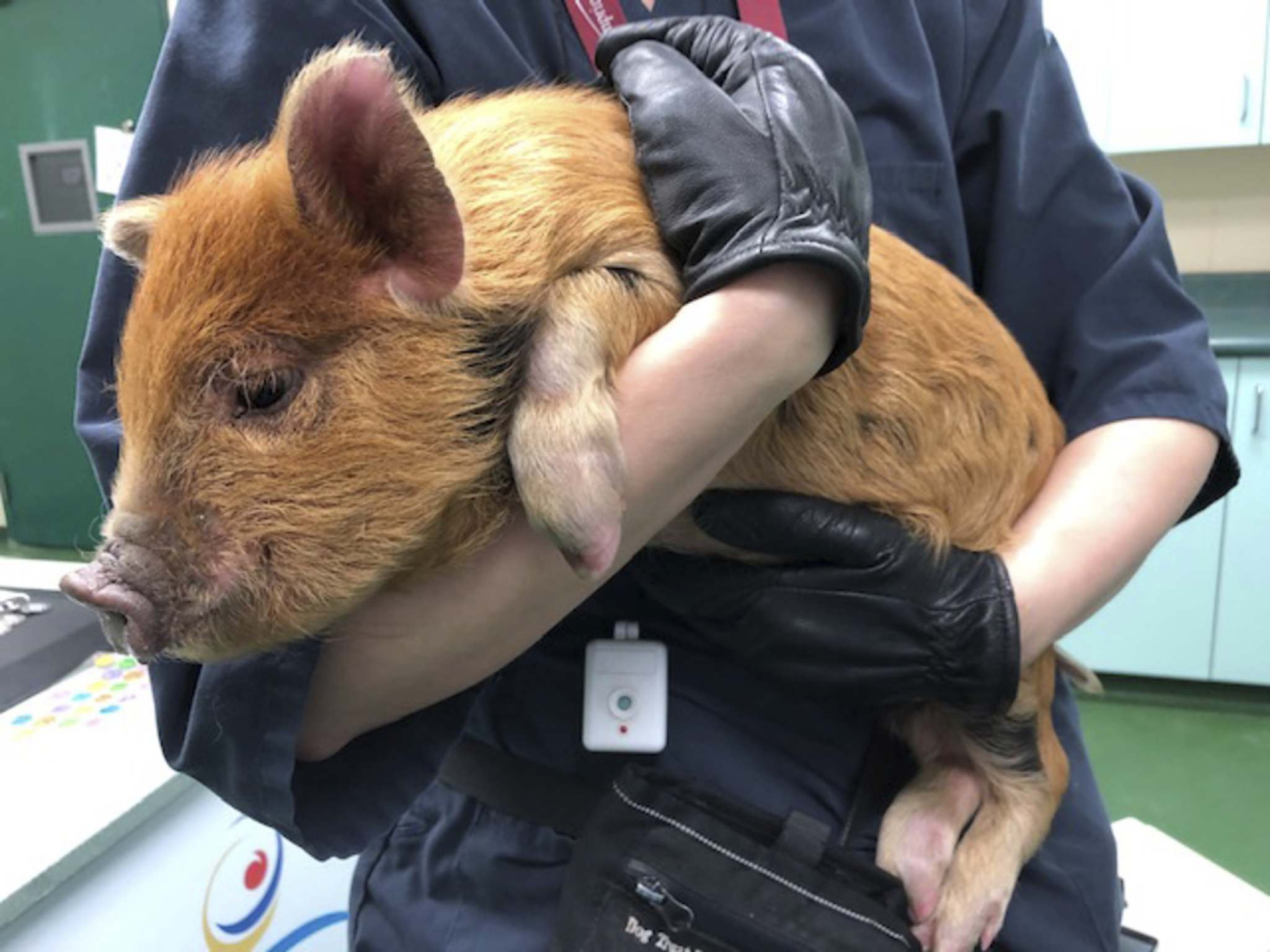 Animal interlopers – Winnipeg Free Press