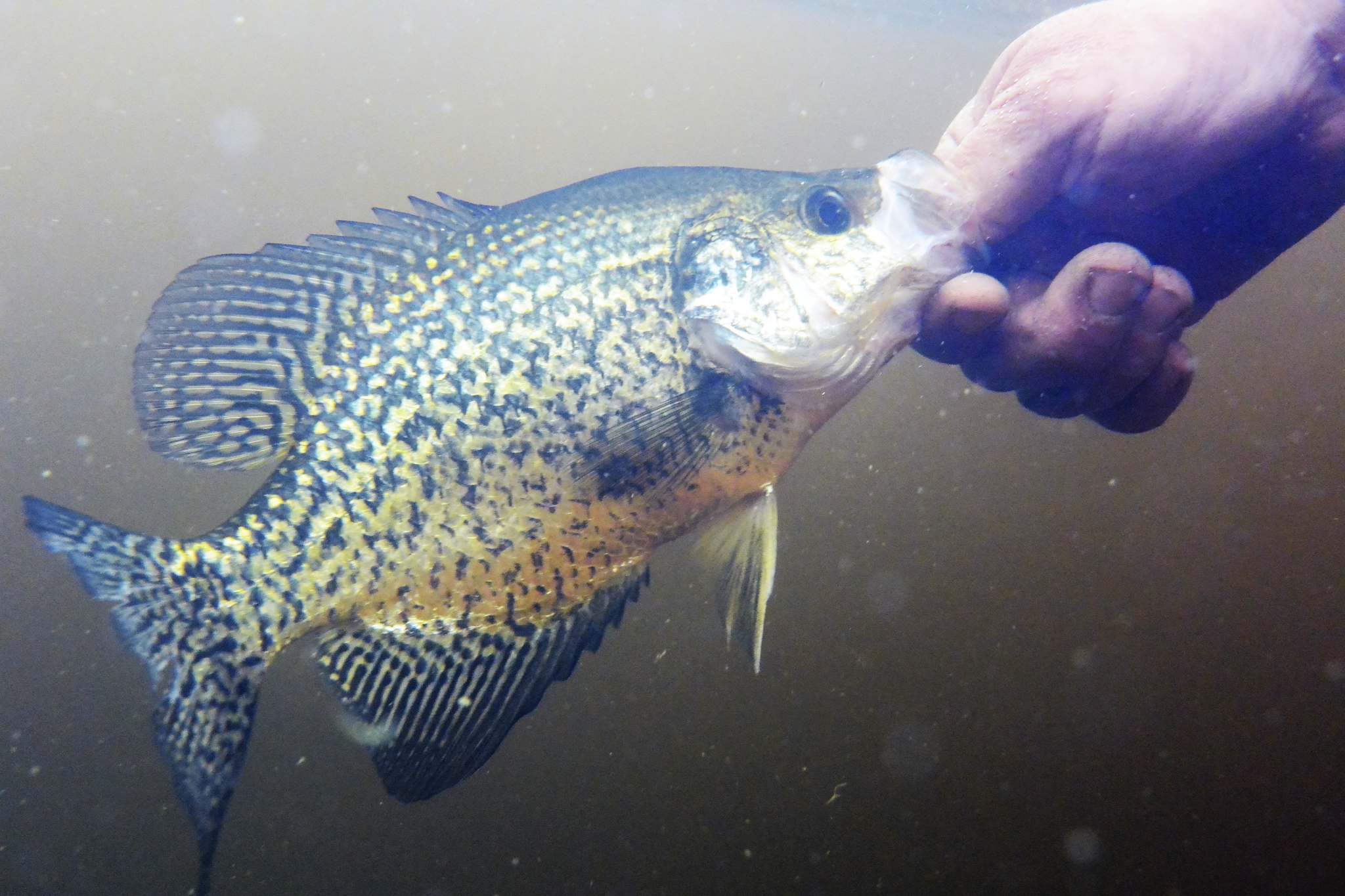 Fishing season is open in southern Manitoba – Winnipeg Free Press