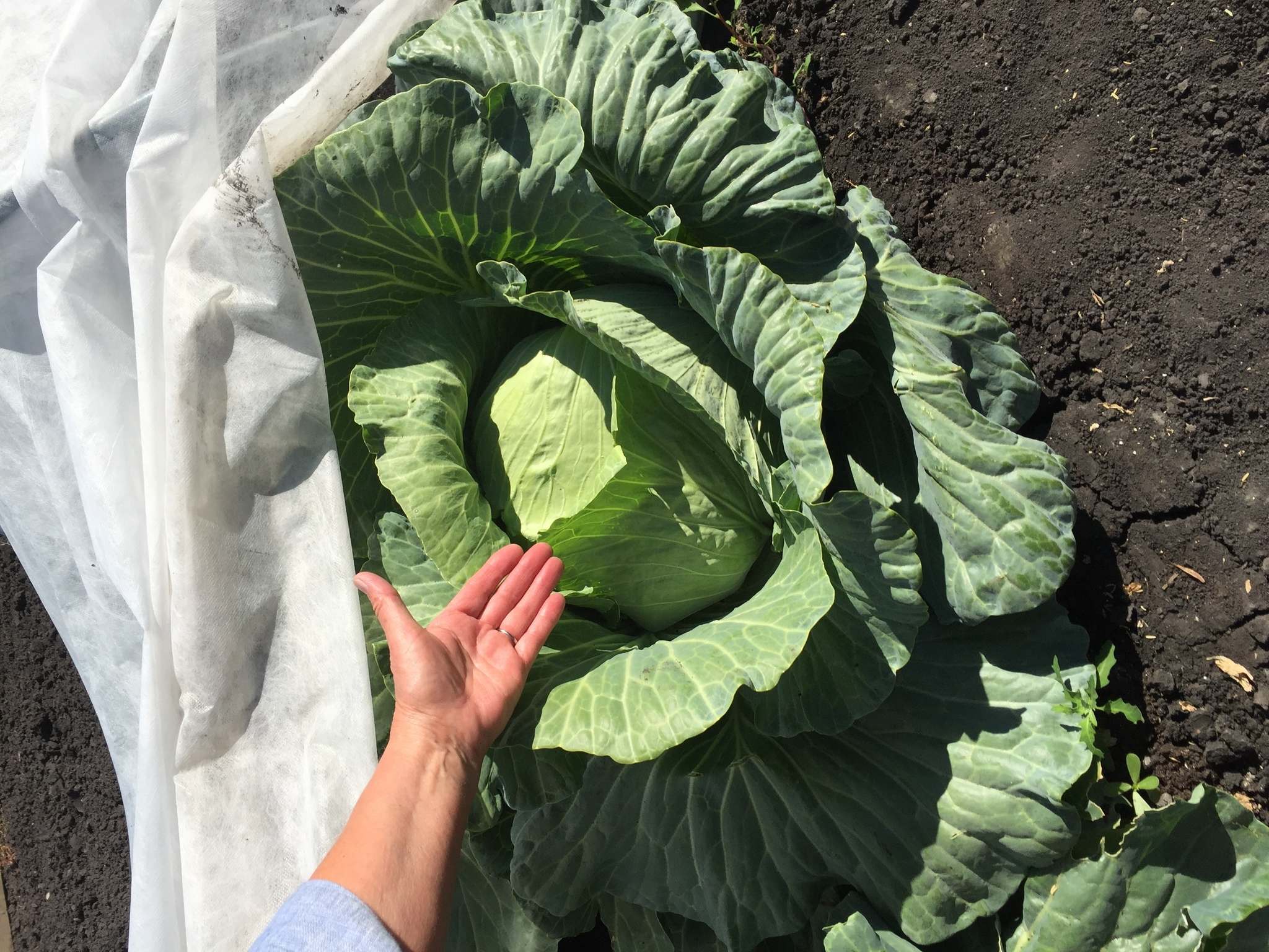 Knowledge blossoms – Winnipeg Free Press