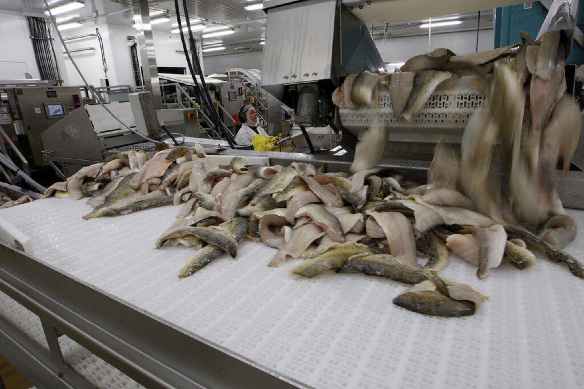 Sufficient demand for fish co-op, adviser says – Winnipeg Free Press