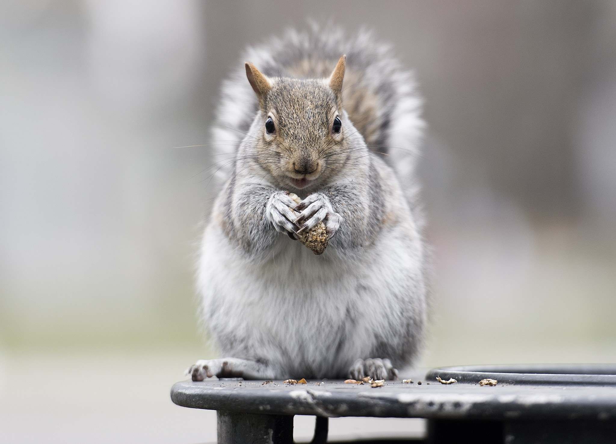 Armed squirrels? That’s just nuts! – Winnipeg Free Press