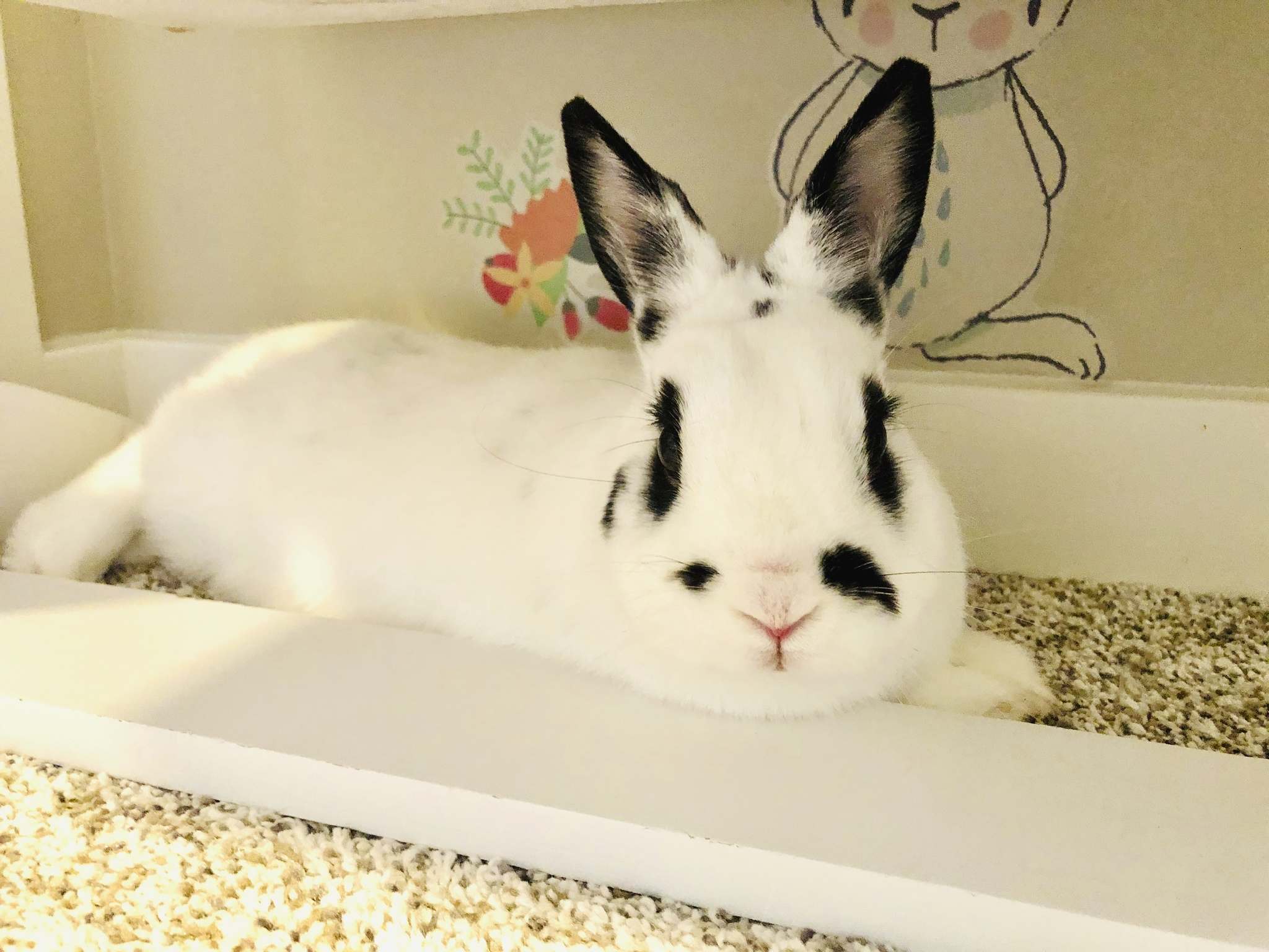 Playful bunny loves apples and exploring – Winnipeg Free Press