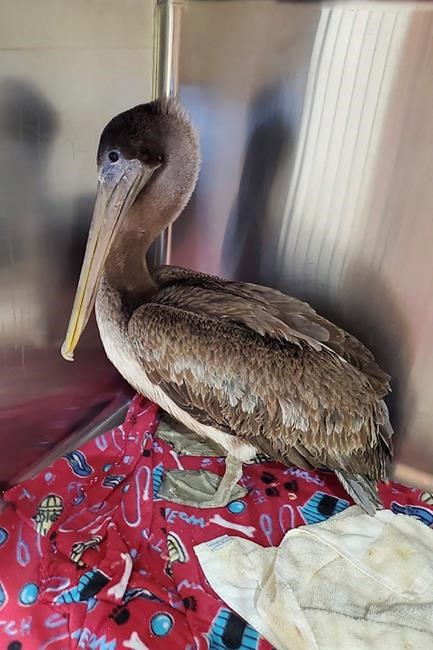 Pelican named Arvy survives frostbite, sent to sanctuary – Winnipeg ...