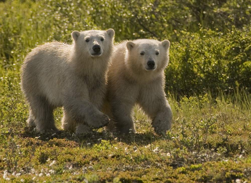 Polar bear maternity dens at risk in Manitoba: CPAWS seeks protection ...