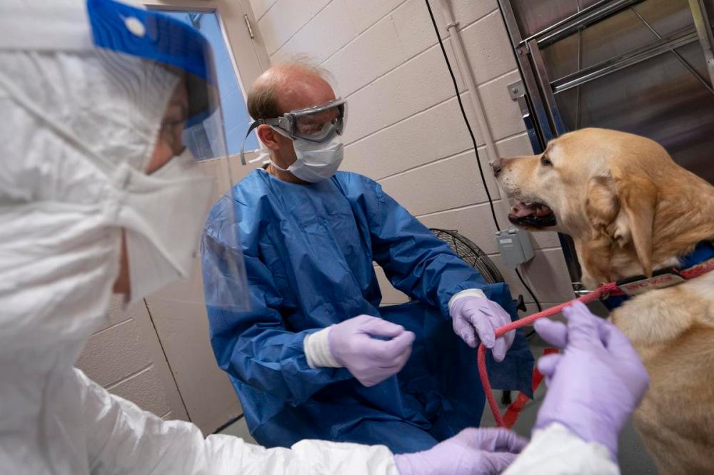 Canadian dog rescues are bringing in more than just animals. Some ...