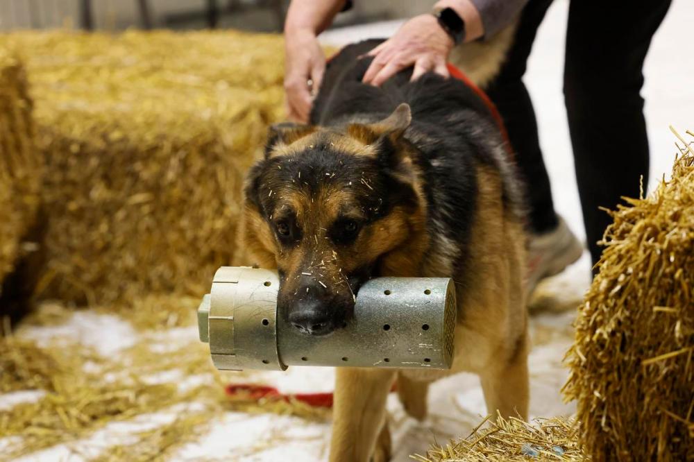 ‘In it for the treats’: Ratting, where dogs sniff out live rats for ...