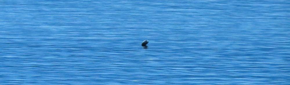 The long, twisting story of the ‘Ogopogo’ — Canada’s take on the Loch ...
