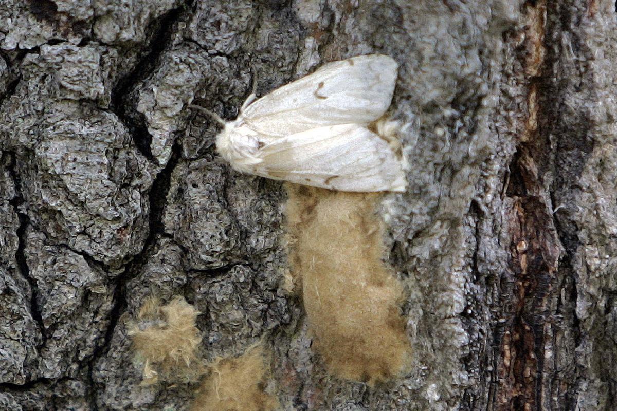 Star readers weigh in on ‘gypsy moths’ and ‘deaf ears’ – Winnipeg Free ...