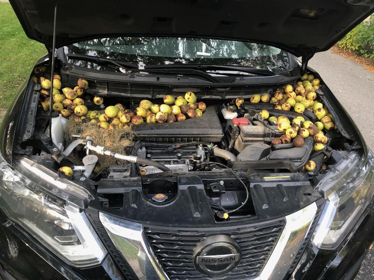 This is nuts! After squirrels hid hundreds of walnuts under the hood of ...