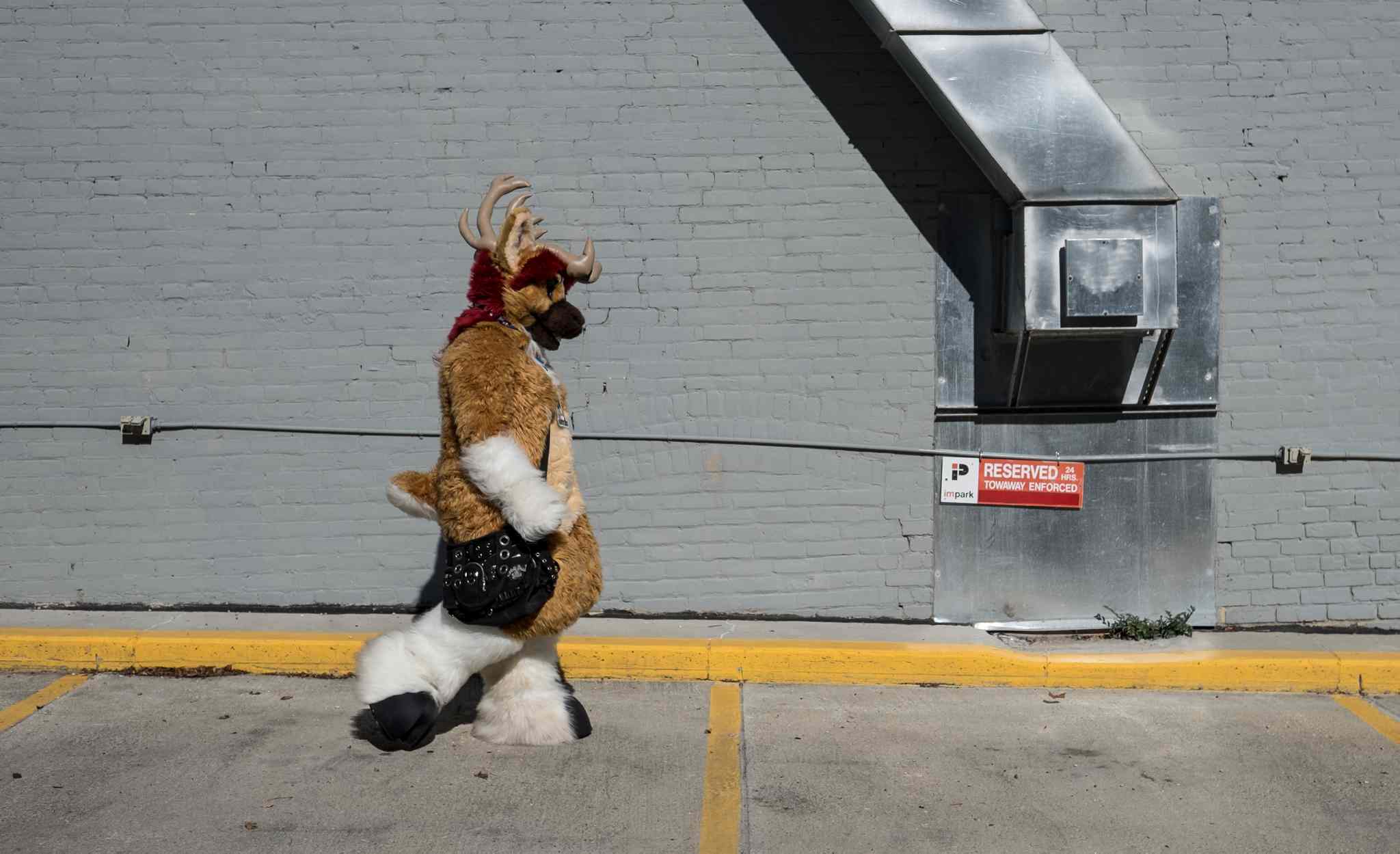 Just fur fun – Winnipeg Free Press