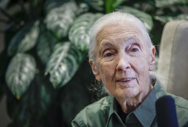 Jane Goodall returns to live events in effort to inspire hope, action ...
