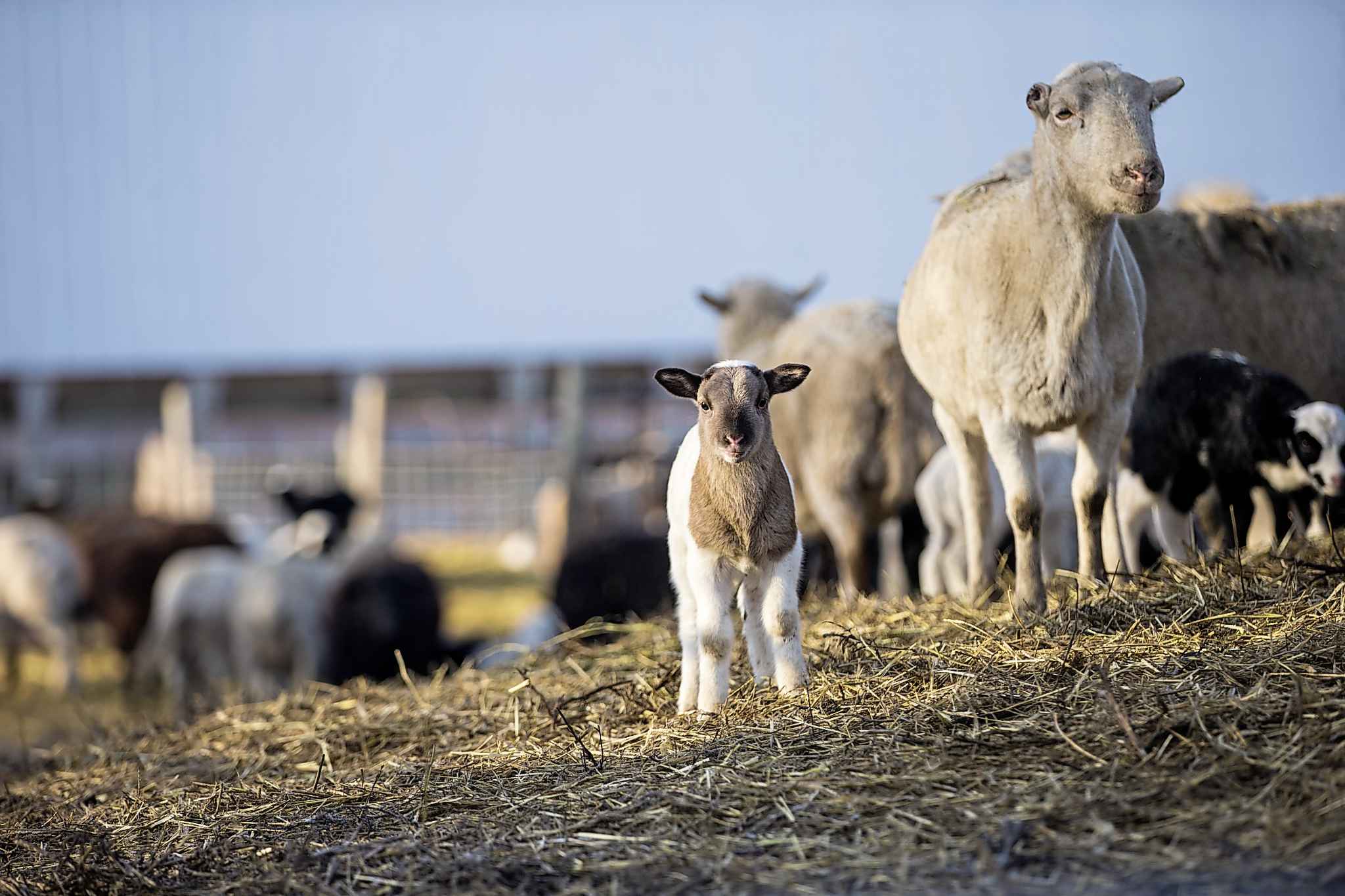 Gentle as a lamb – Winnipeg Free Press