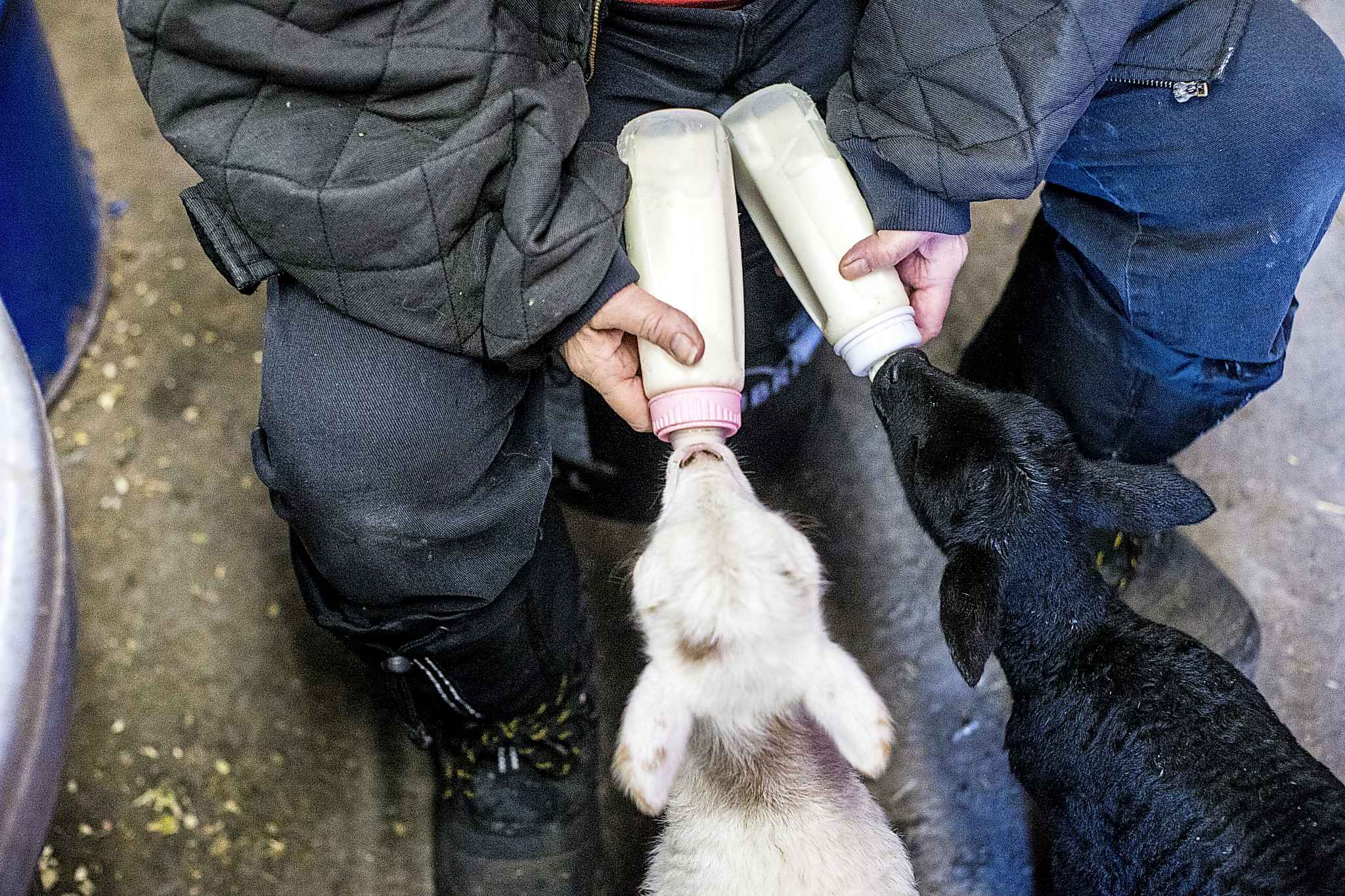 Gentle as a lamb – Winnipeg Free Press