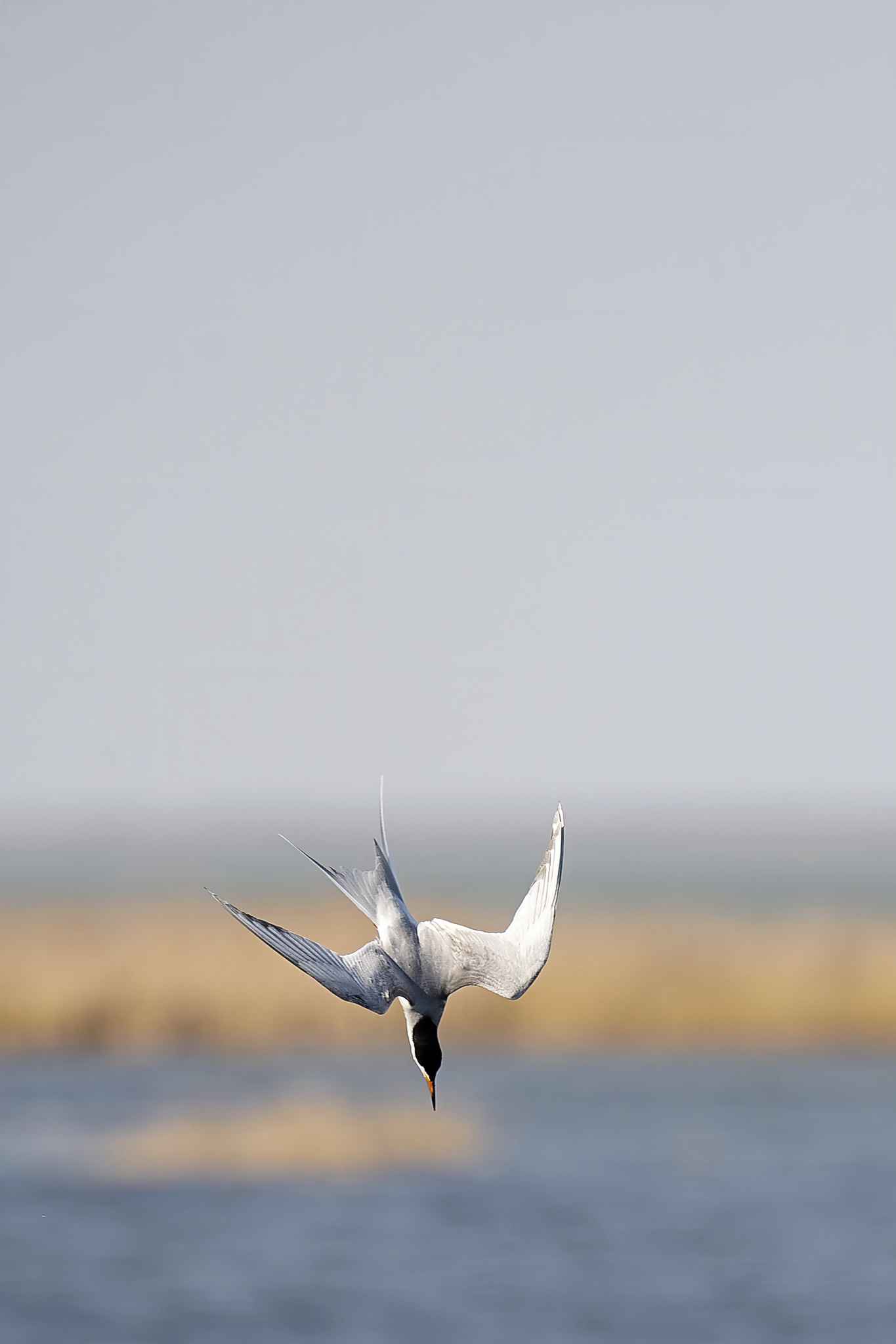 Birding the perfect pandemic pastime – Winnipeg Free Press