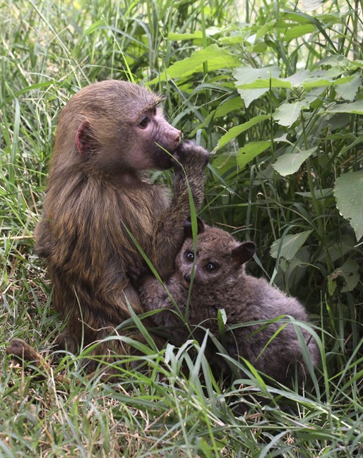 A yellow baboon in Kenya plays surrogate mother to a 3-month-old bush ...