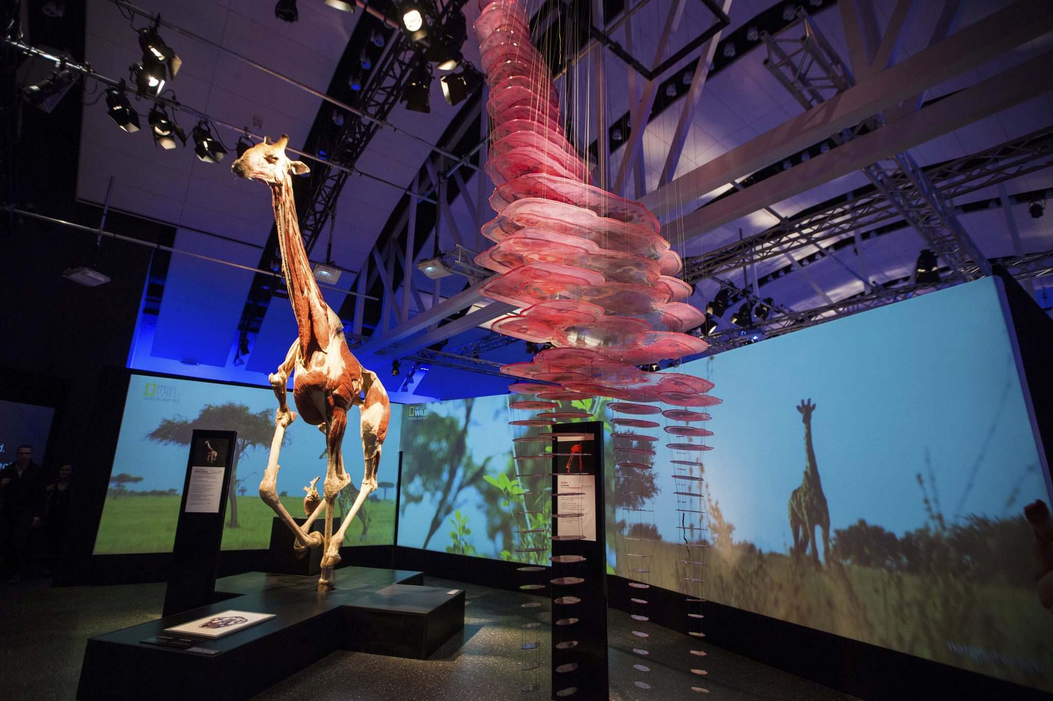 Exhibition shows animals inside out – Winnipeg Free Press