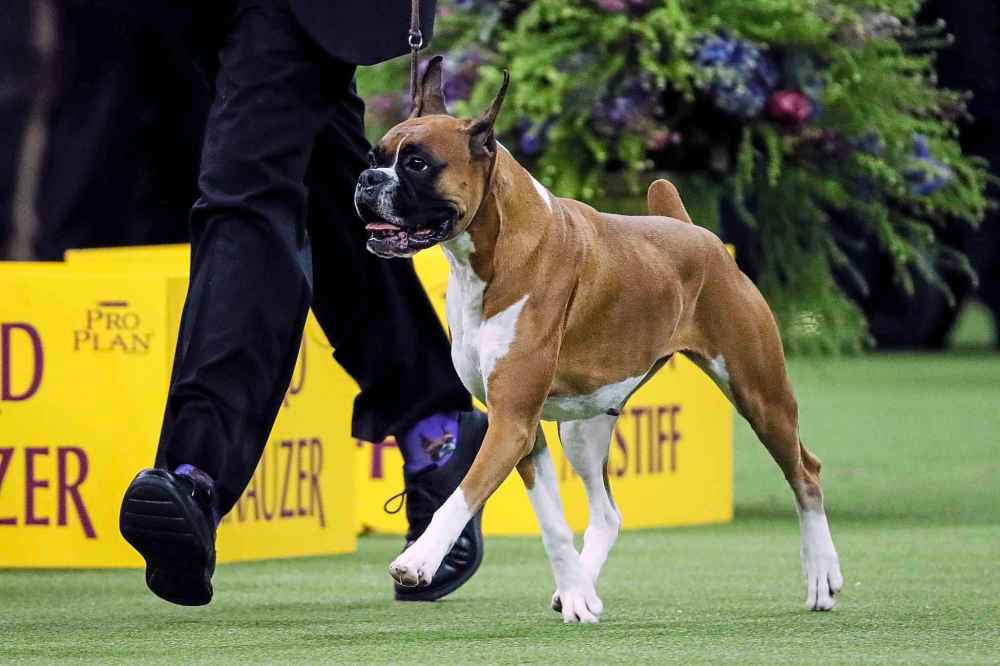 Photos from the 2020 Westminster Dog Show – Winnipeg Free Press