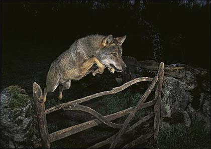 The Mighty Wolf Triumphs Again! – Winnipeg Free Press