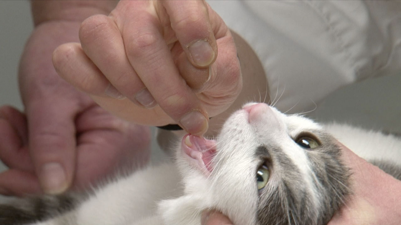 How to pill a cat – Winnipeg Free Press