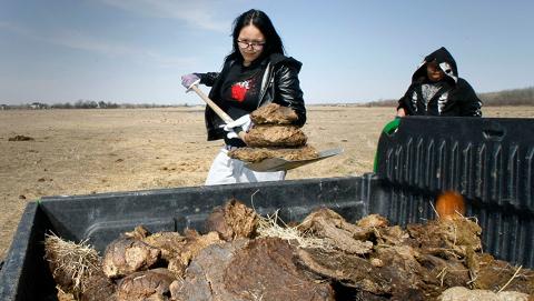 Collecting ‘bison chips’ at Fort Whyte – Winnipeg Free Press
