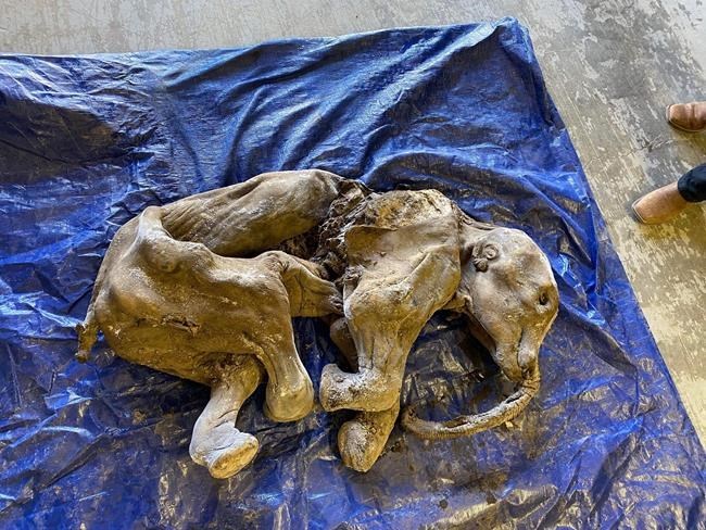 Miners say baby woolly mammoth find in Yukon is biggest event in life ...