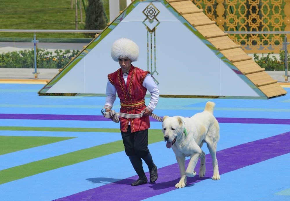 Turkmenistan restricts export of its local Alabay dog breed – Winnipeg ...