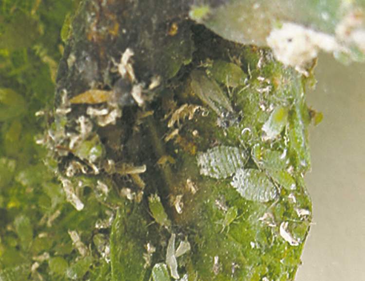 Aphids launch attacks on Manitoba green ash trees – Winnipeg Free Press