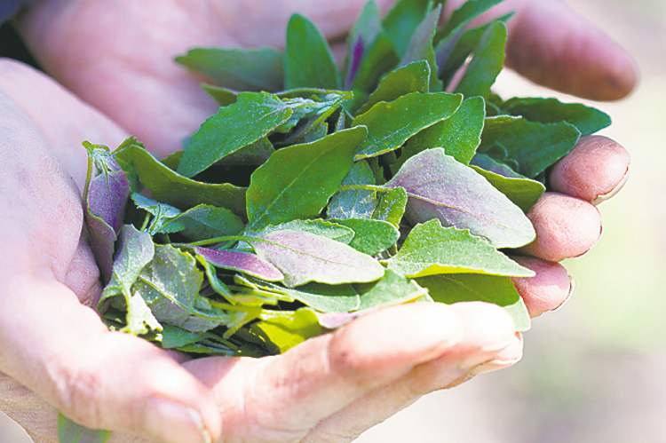 Weed buffet – Winnipeg Free Press