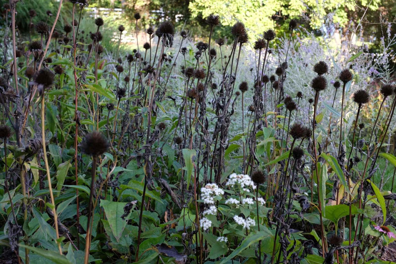 Autumnal decay: Let it be – Winnipeg Free Press