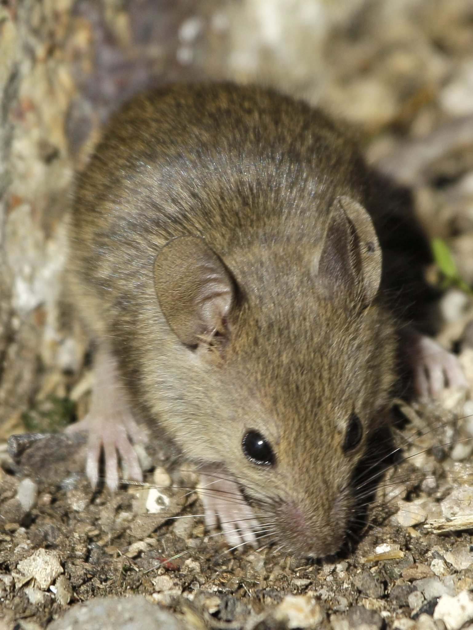 Know the signs and solutions of a rodent invasion – Winnipeg Free Press