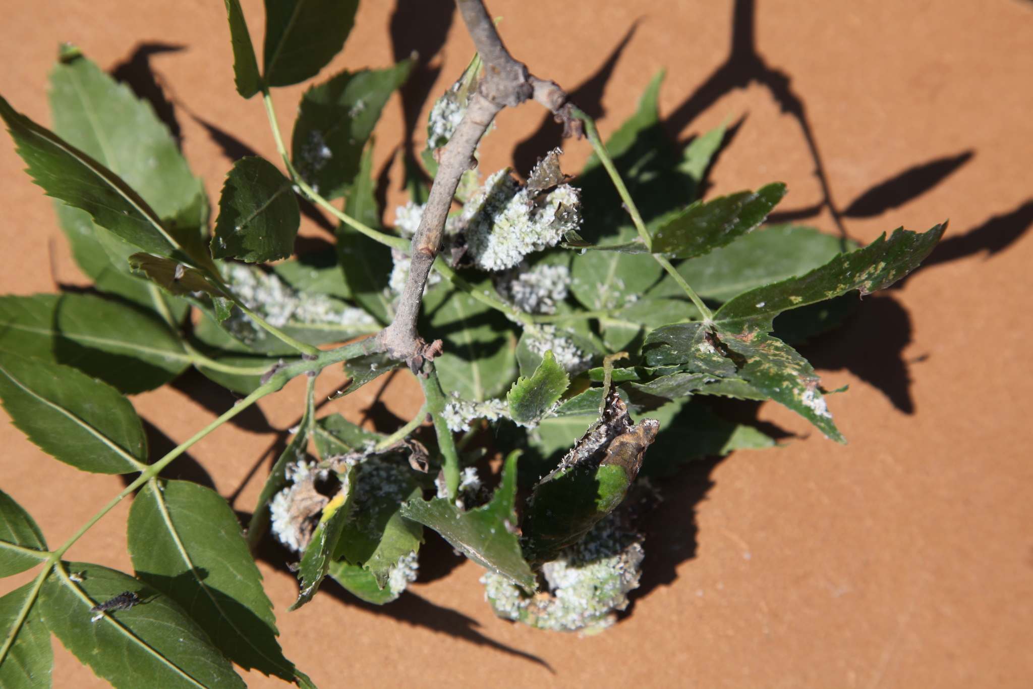 Ash curl aphids going to townon local trees – Winnipeg Free Press