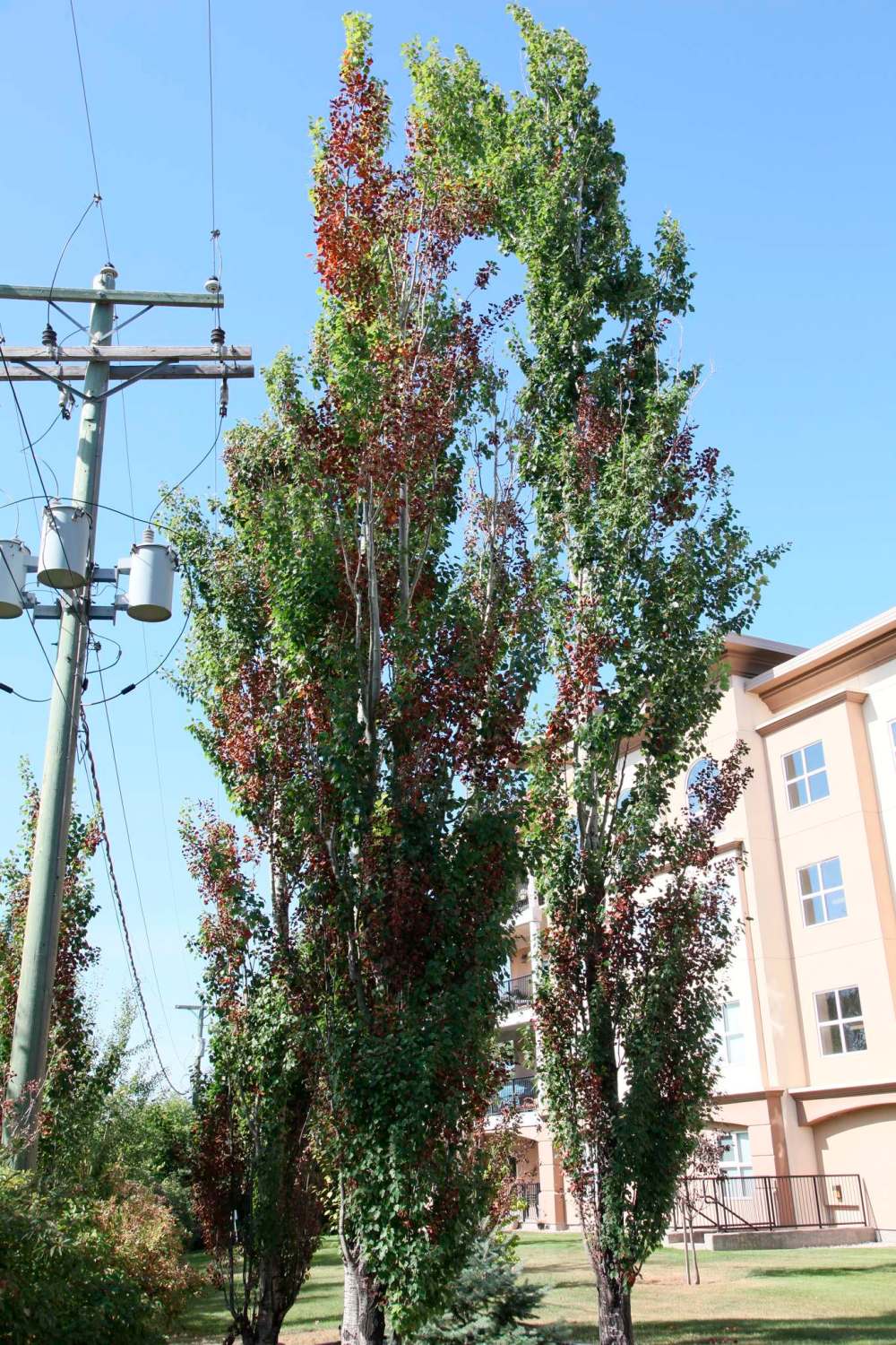 Be on the lookout for diseased poplars – Winnipeg Free Press