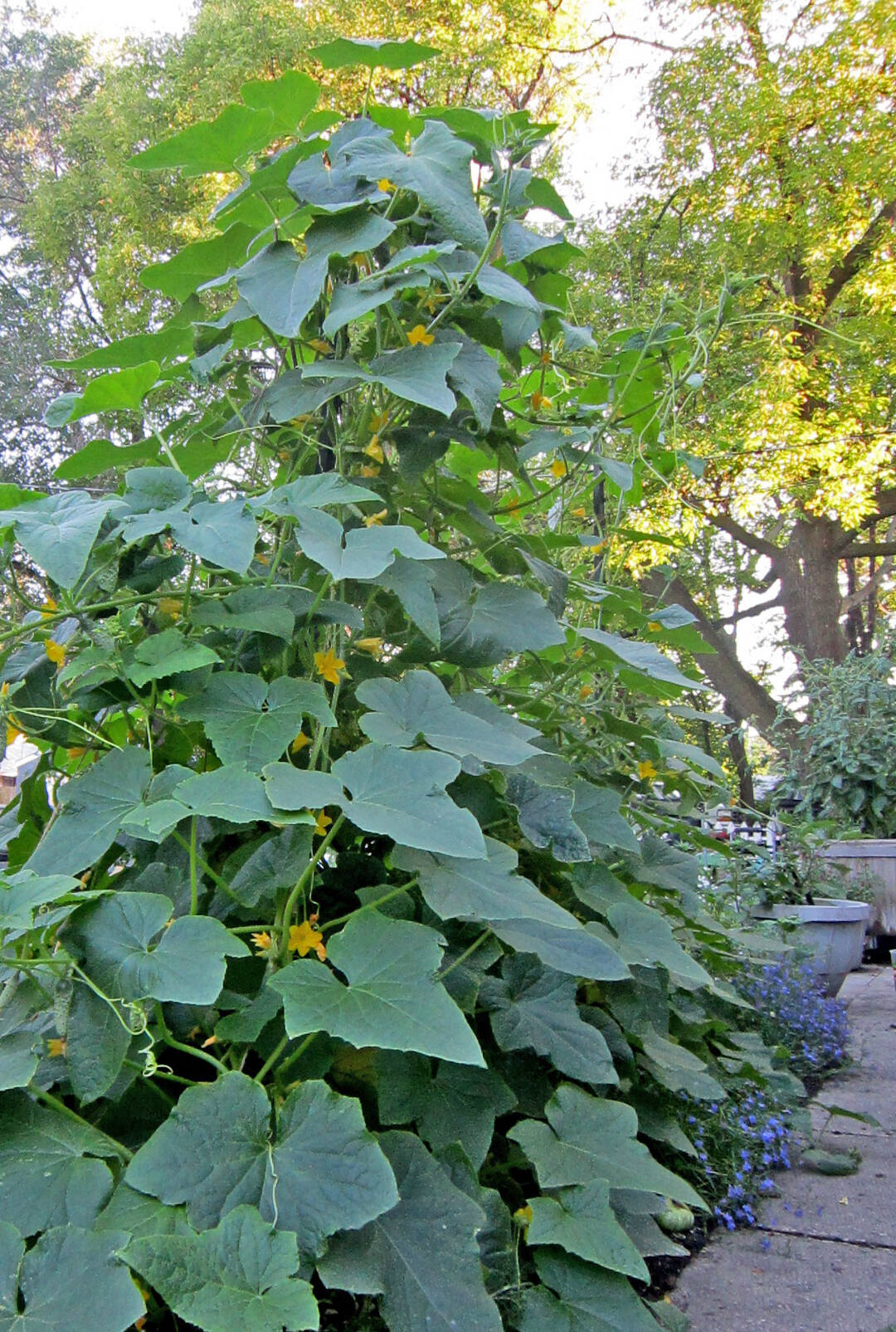 Six bang-for-your-buck vegetables you can plant now – Winnipeg Free Press