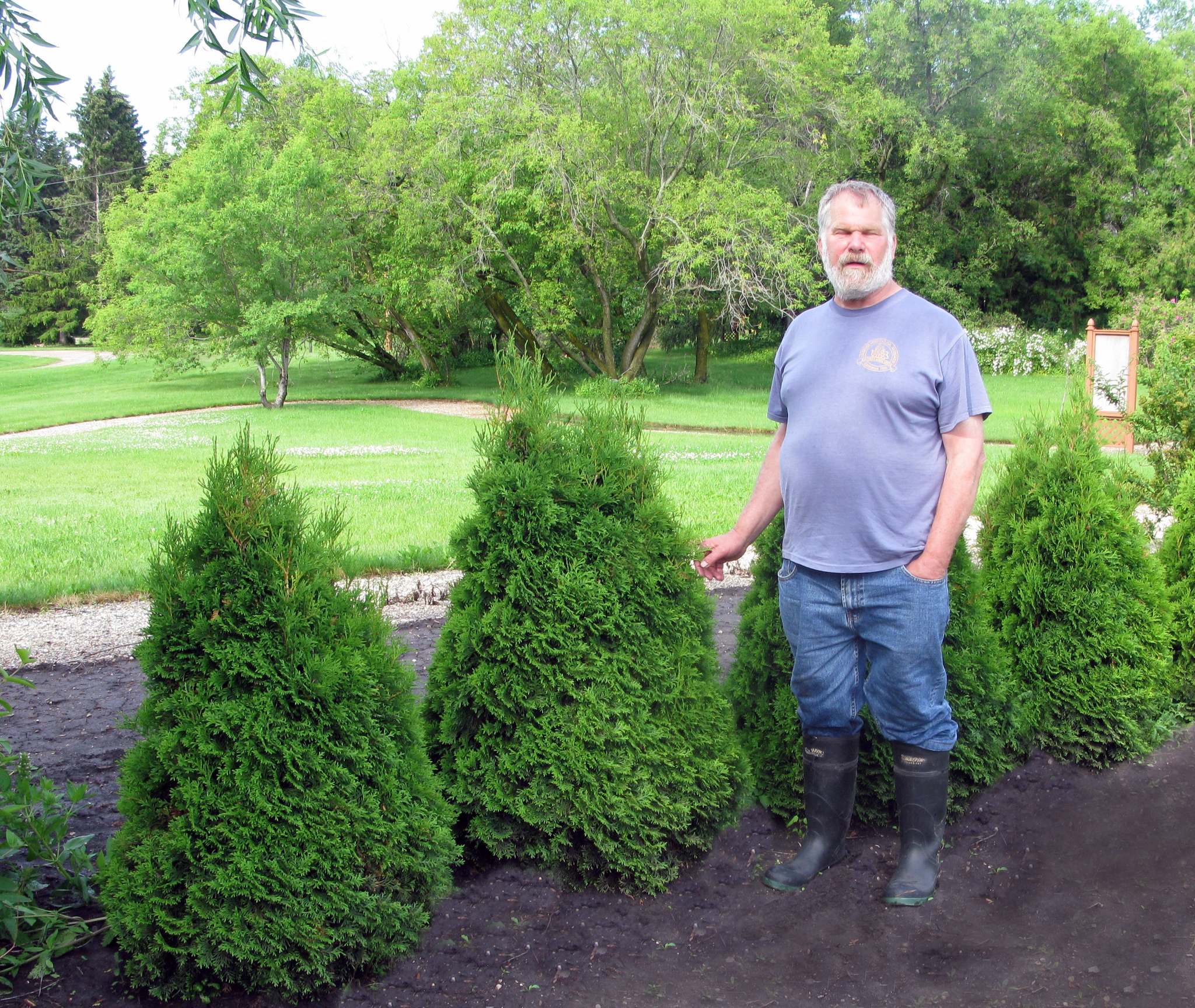 From seed to cedar – Winnipeg Free Press