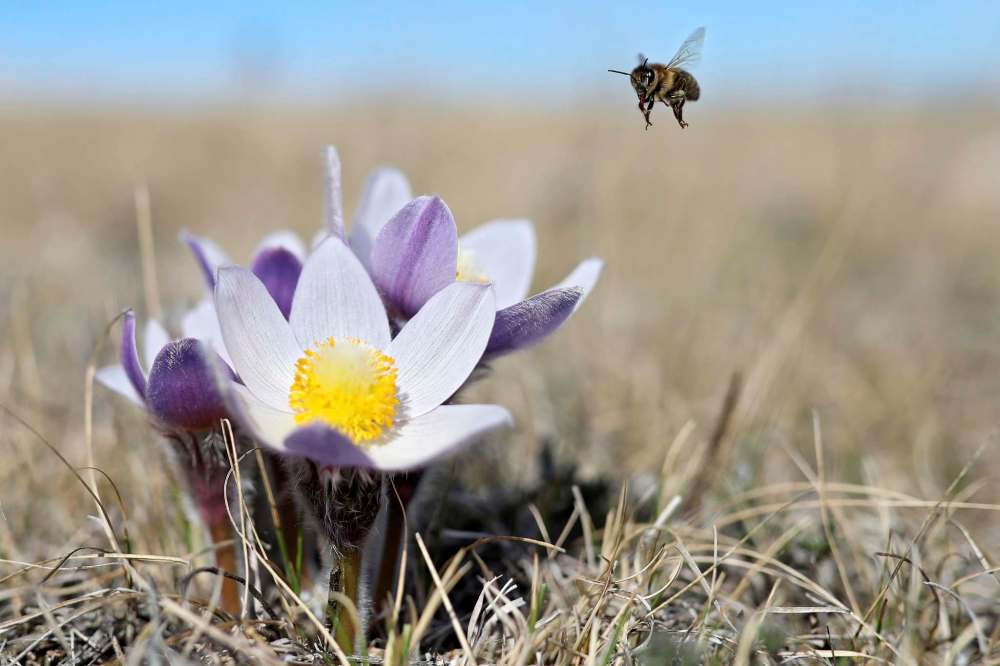 Taking inspiration from the wild – Winnipeg Free Press